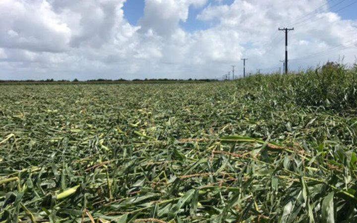 Cyclone devastates 'up to 50 percent' maize crops | RNZ News