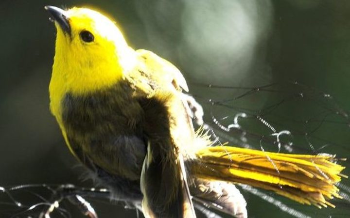 Critter of the Week: Mohua | RNZ