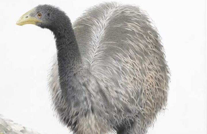 The Moa Mania of 1993 | RNZ