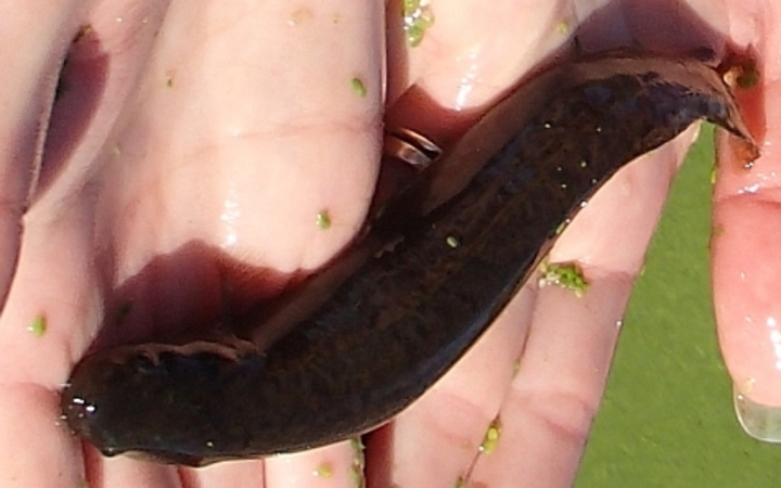 Concerns raised for survival of native Canterbury mudfish | RNZ News