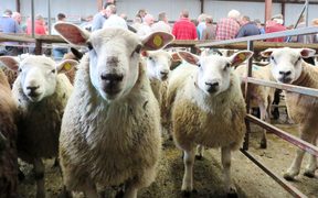 Alexa Cook | RNZ National Presenter