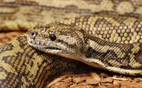 Three-eyed snake found on Australia highway | RNZ News