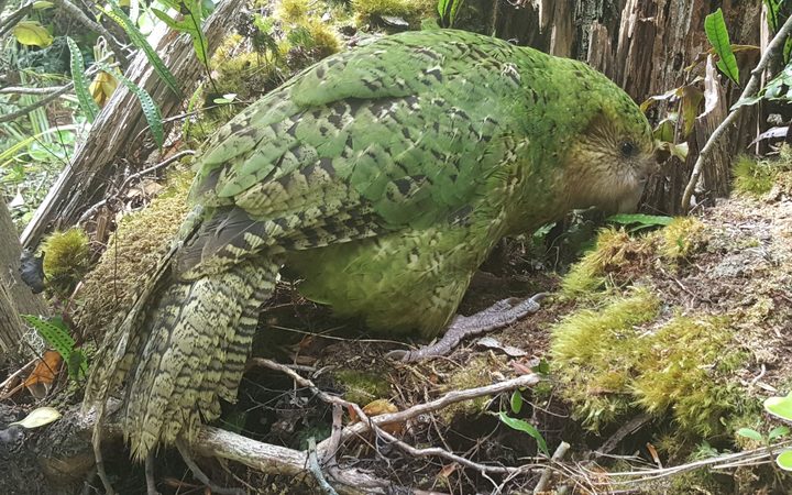 Kākāpō helpers | RNZ