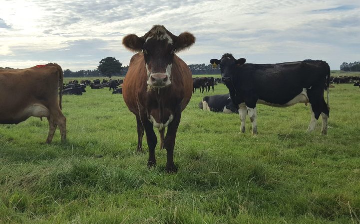 It's all about the cow burps | RNZ