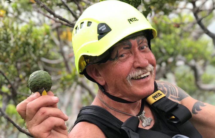 Upper North Island kauri seed collection | RNZ