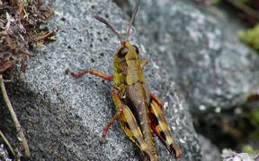 Critter of the Week | RNZ