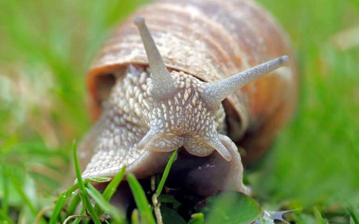 Reversible superglue from snail slime! | RNZ