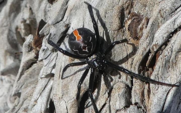 Counting on science to stop 'insectageddon' in New Zealand | RNZ News