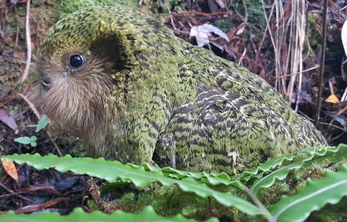 Kākāpō dads revealed | RNZ