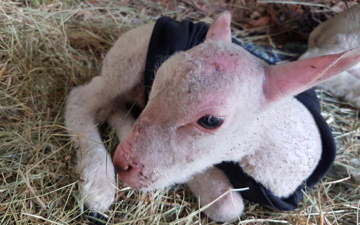 Woolless lamb 'one of the ugliest lambs I've ever seen' | RNZ