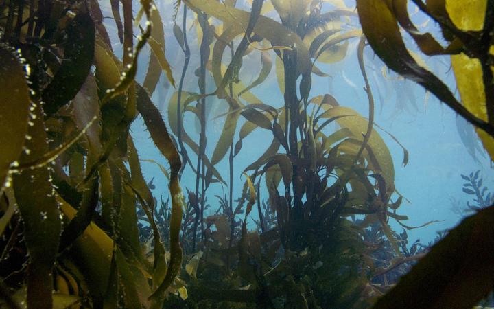 Exploring the potential of NZ's seaweed industry | RNZ