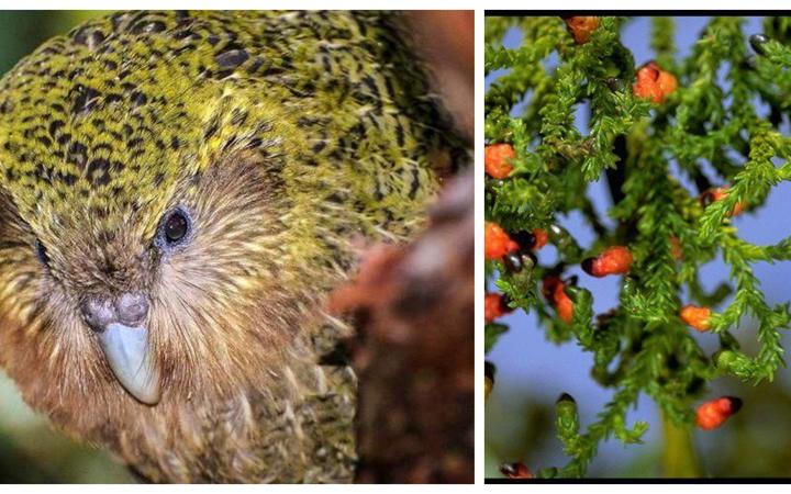 Saving Kākāpō with fertility boosting rimu fruit | RNZ