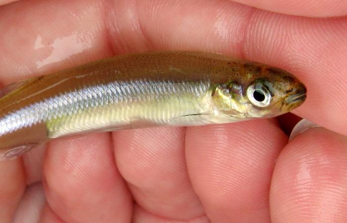 Afternoons with Jesse Mulligan for Friday 22 November 2019 Afternoons ...