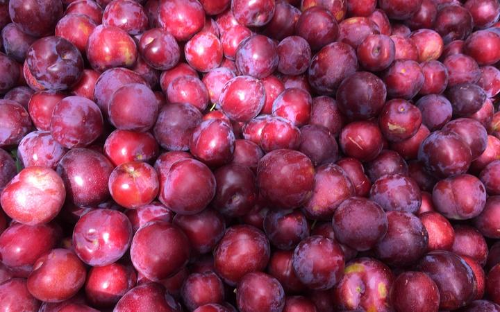 A Plum Job | RNZ