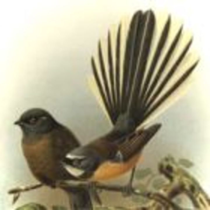 Kōkako from Birdwatching with This Way Up | RNZ